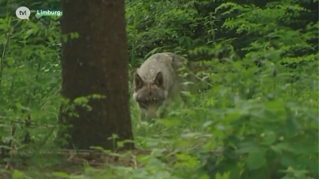 Wolf Naya of August tot op straat gejaagd tijdens drukjacht: “Wij ...
