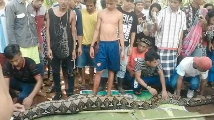 Vermiste vrouw teruggevonden in acht meter lange python | GVA