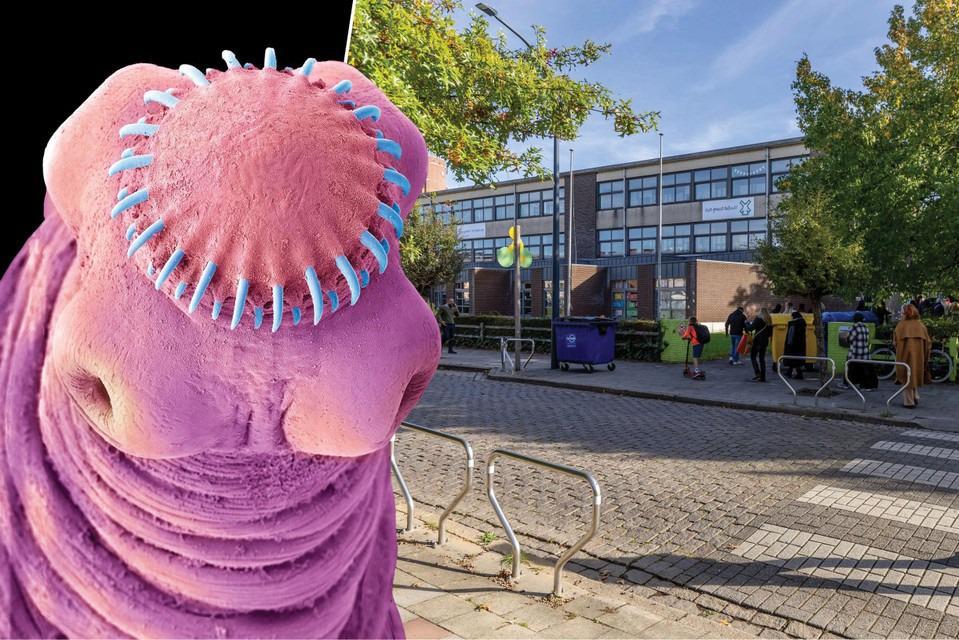 Bron van besmettingen met varkenslintworm in Lier geïdentificeerd ...