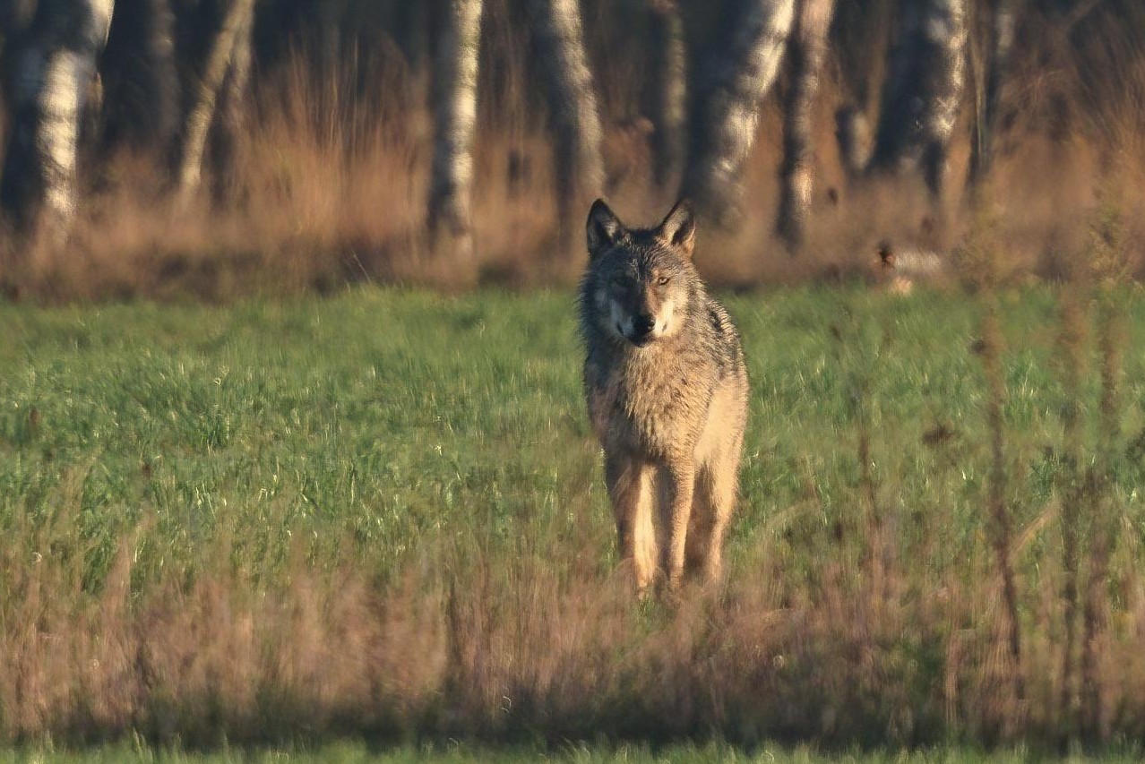 Antwerpse natuurliefhebber schiet unieke beelden van spelende wolf in ...