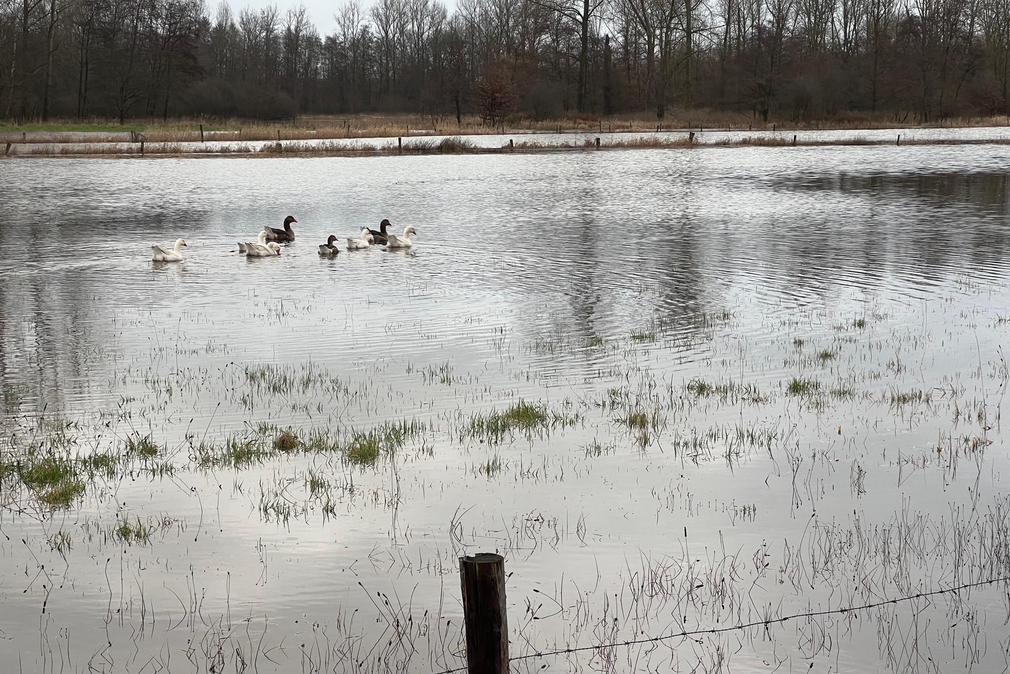 Watervogels kunnen geluk niet op in tot zwemplassen herschapen weides | GVA