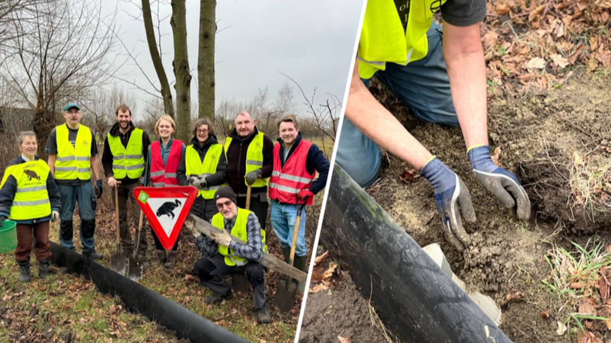 Natuurpunt voorkomt platgereden padden in Blaasveld: “Het trekseizoen ...