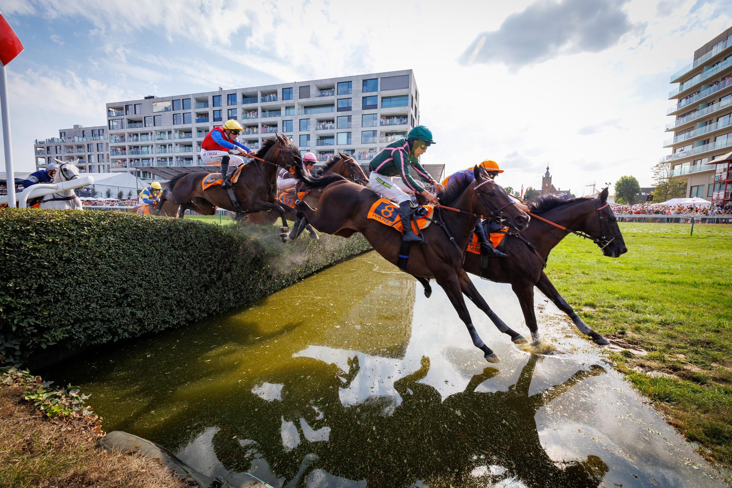 Paard ingeslapen na val op Waregem Koerse | GVA