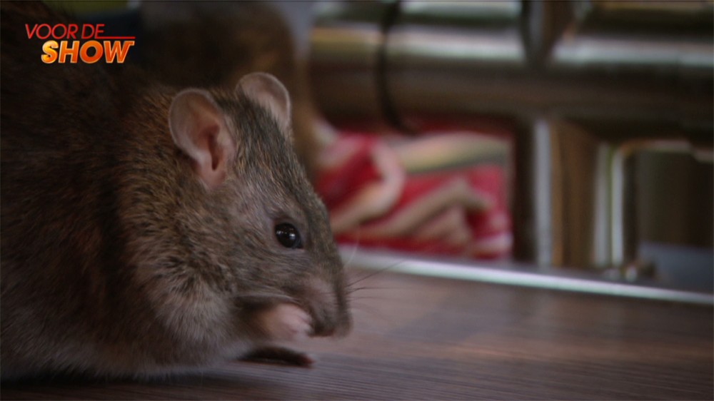 Rattenasiel Ratopia in studentenwoonkamer | GVA